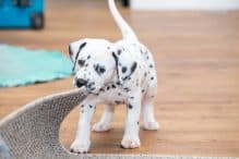 How Do You Clean Dirty Carpet Edges? - Carpet Cleaning Singapore